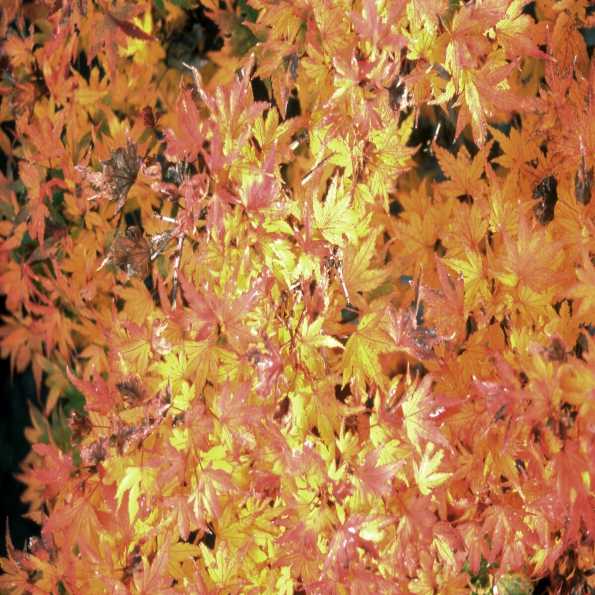 Acer Palmatum Coonara Pygmy Dwarf Japanese Maple | SiteOne
