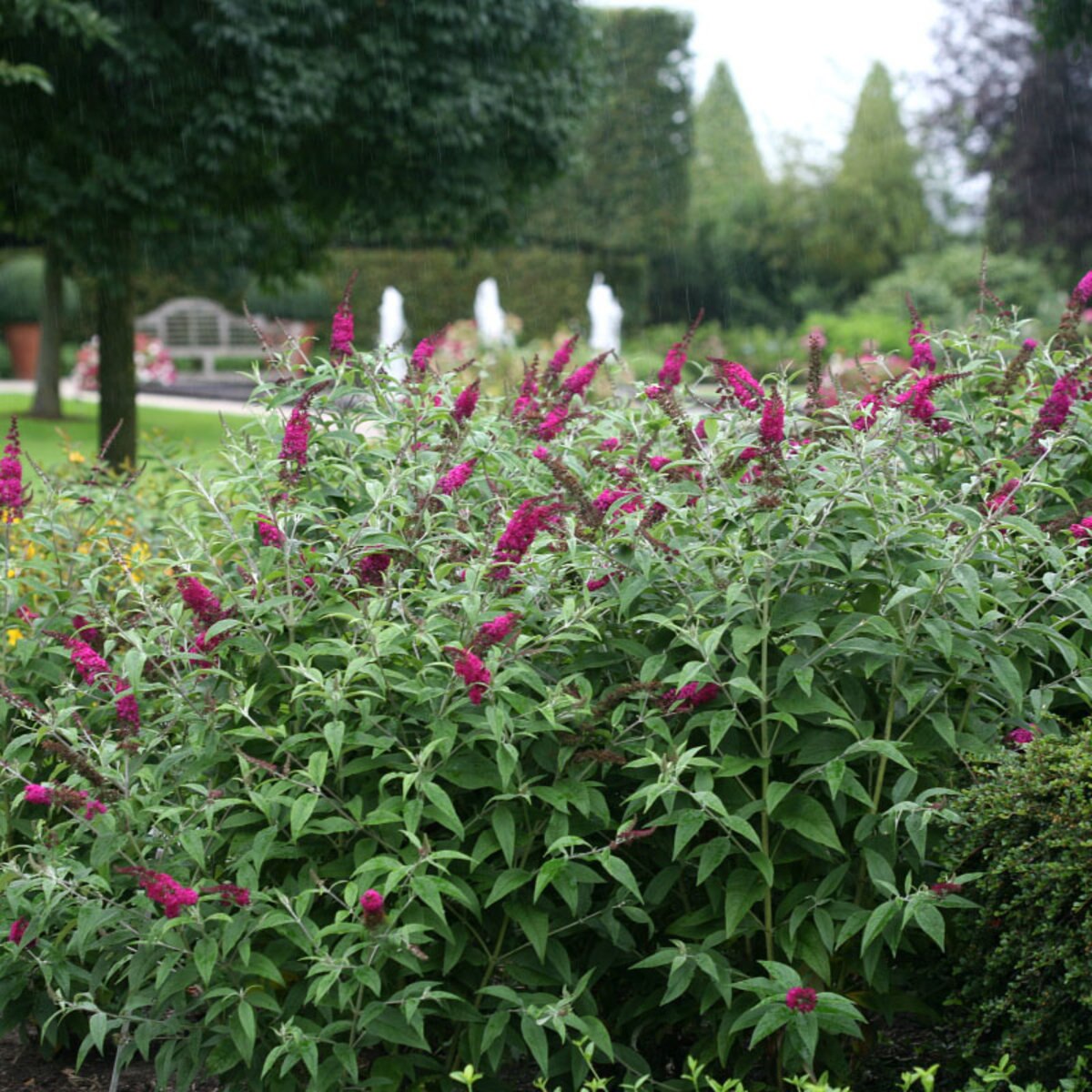 Buddleia X Color Choice Miss Ruby Seedless Butterfly Bu | SiteOne
