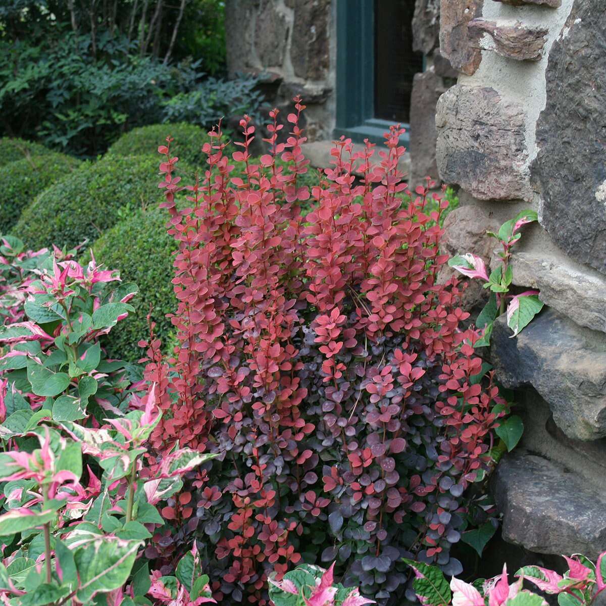 Berberis Thunbergii Orange Rocket Japanese Barberry | SiteOne