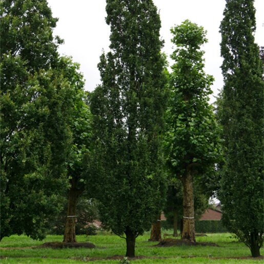 Quercus Robur Fastigiata English Oak | SiteOne