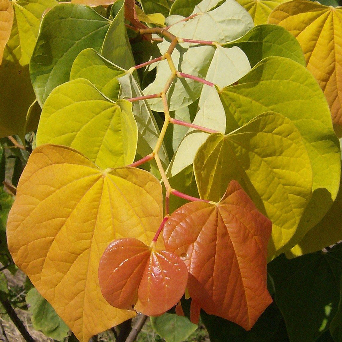 Cercis Canadensis The Rising Sun Eastern Redbud | SiteOne