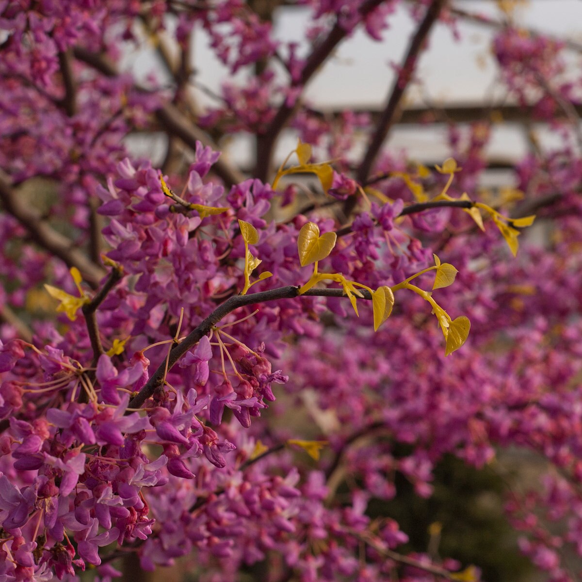 Cercis Canadensis The Rising Sun Eastern Redbud | SiteOne