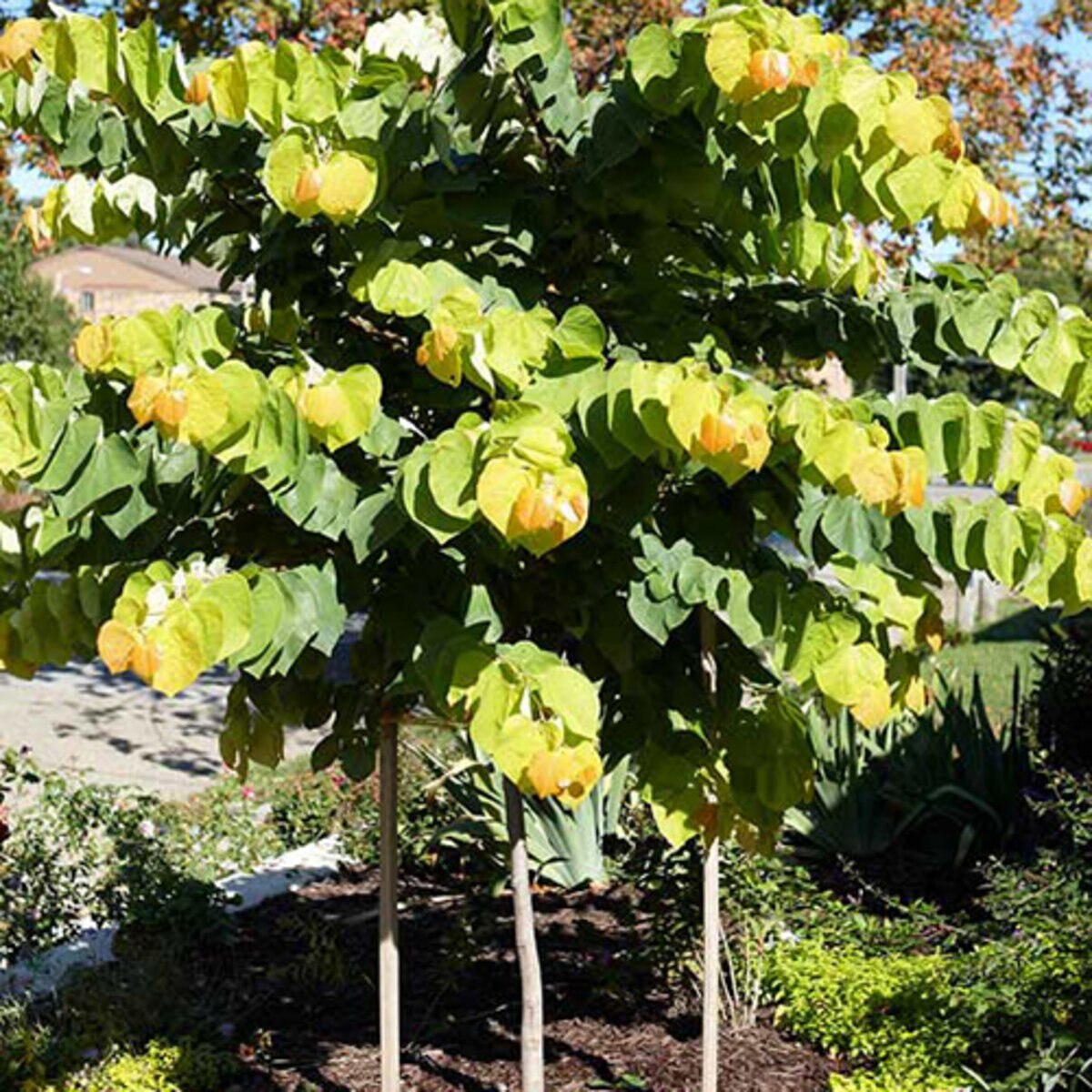 Cercis Canadensis The Rising Sun Eastern Redbud | SiteOne