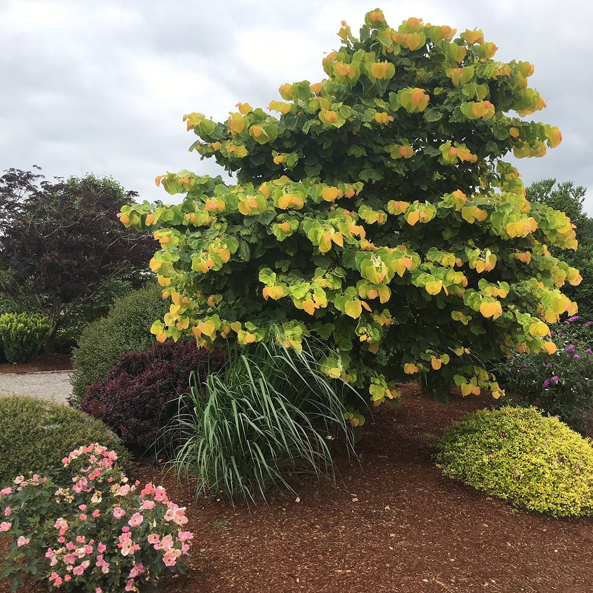 Cercis Canadensis The Rising Sun Eastern Redbud | SiteOne