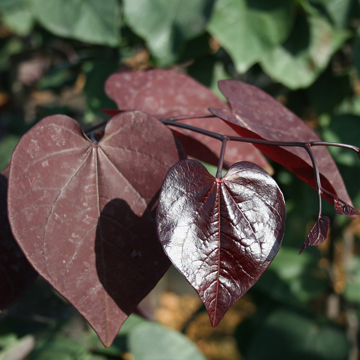 Cercis Canadensis Merlot Eastern Redbud | SiteOne