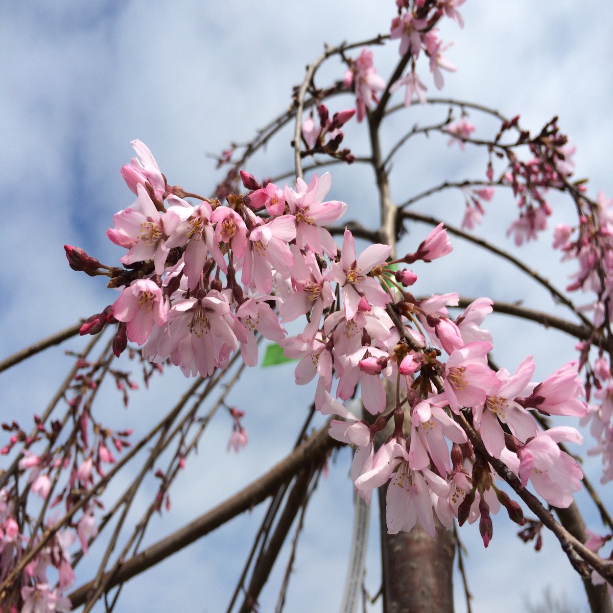 Prunus Subhirtella Pink Snow Showers Weeping Cherry | SiteOne
