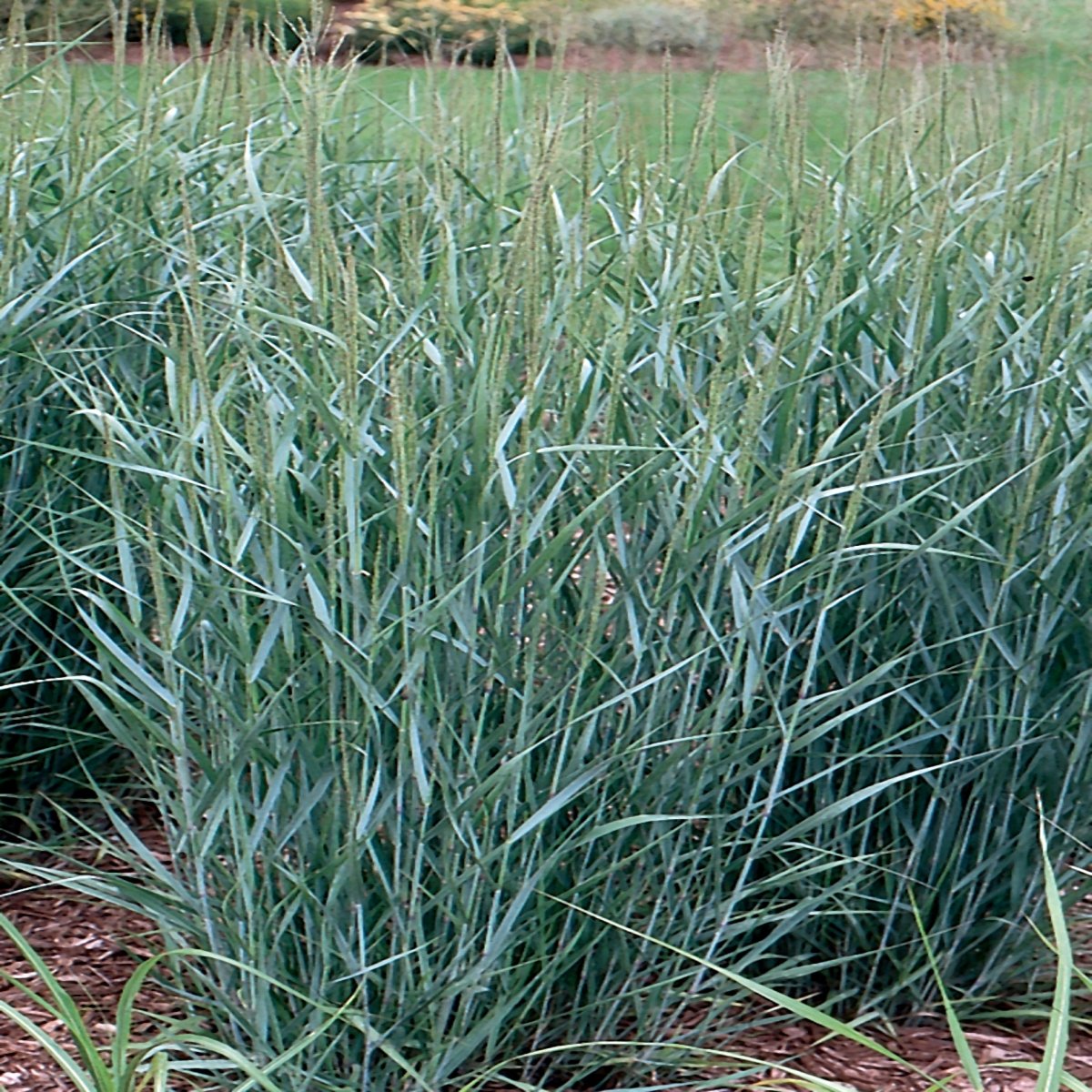 Panicum Virgatum Prairie Sky Switch Grass | SiteOne