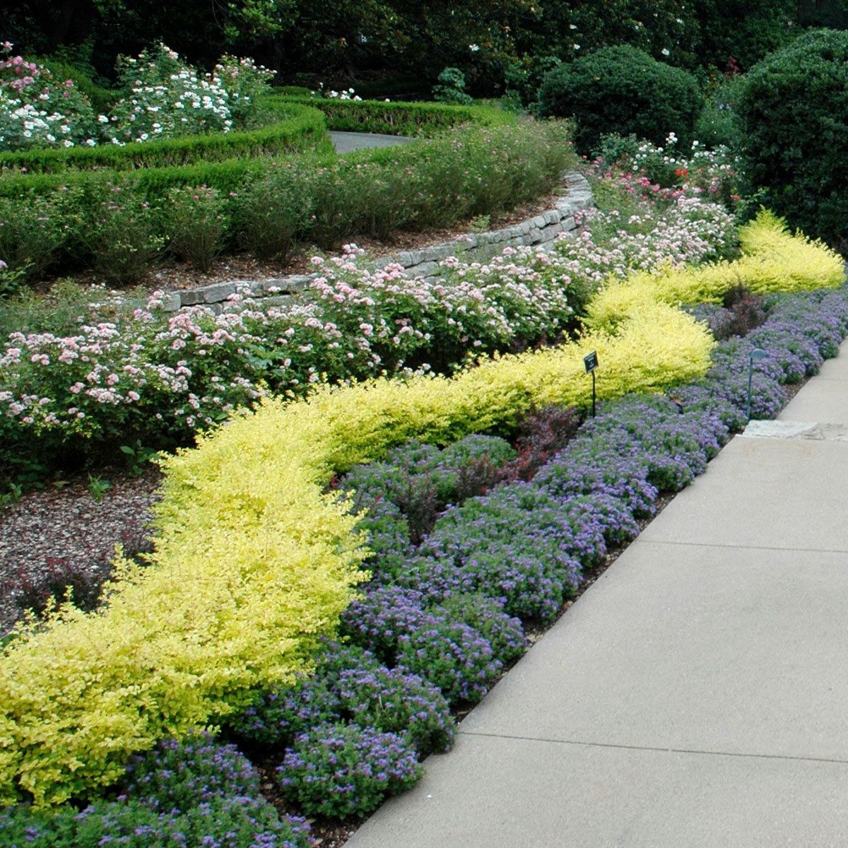 Ligustrum Sinense Sunshine Chinese Privet | SiteOne