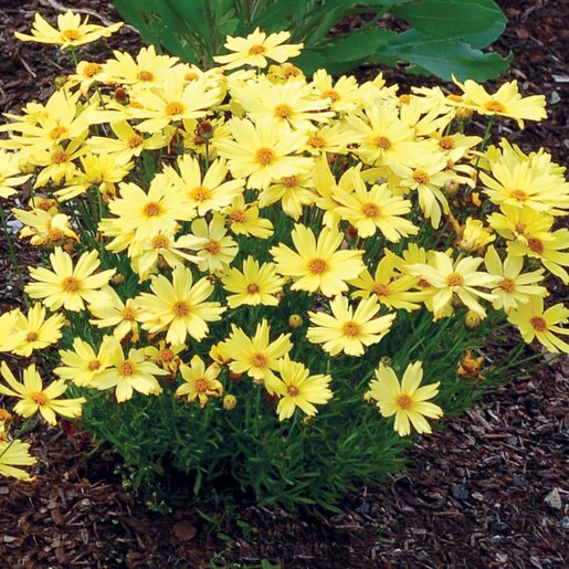Coreopsis X Jewel Citrine Tickseed | SiteOne