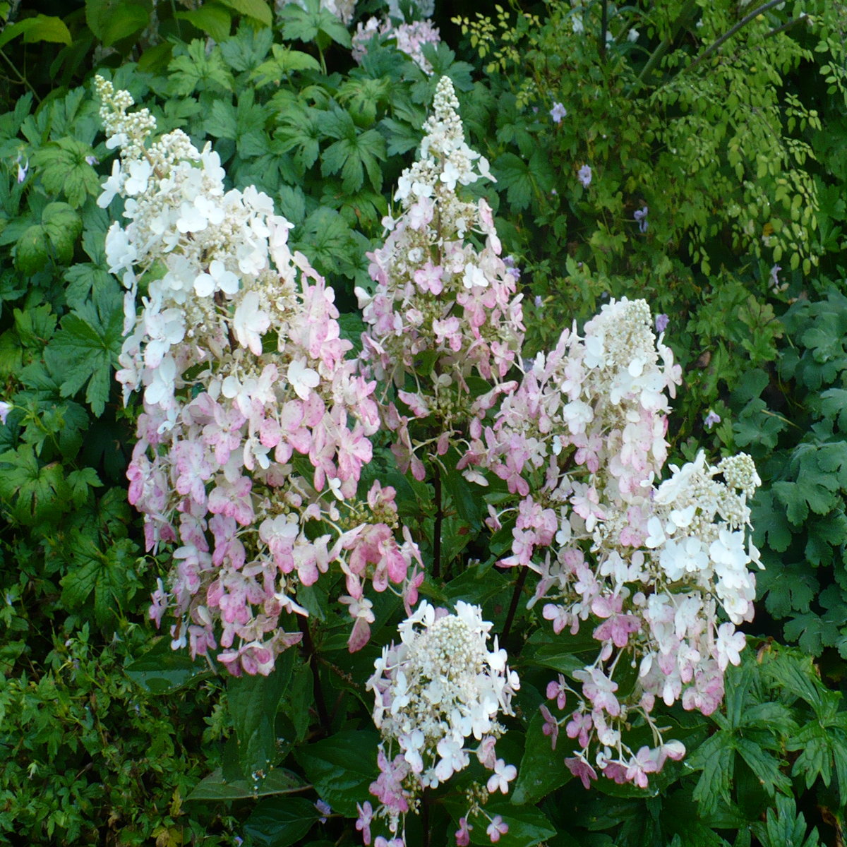 Hydrangea Paniculata Angel's Blush Panicle Hydrangea | SiteOne
