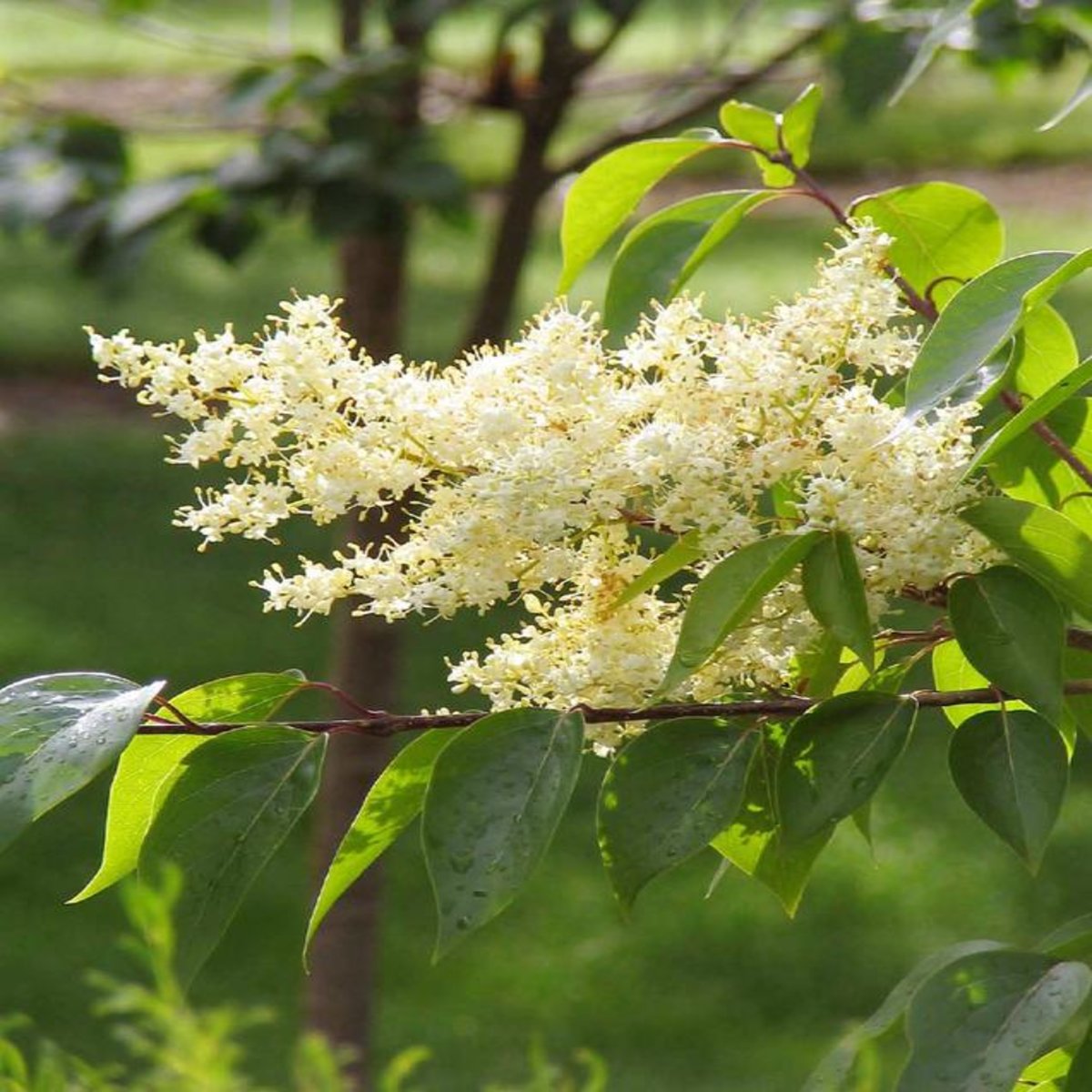 Syringa Pekinensis Summer Charm Peking Lilac | SiteOne