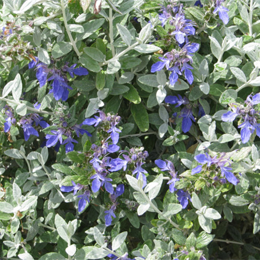 Teucrium Fruticans Azureum Bush Germander | SiteOne