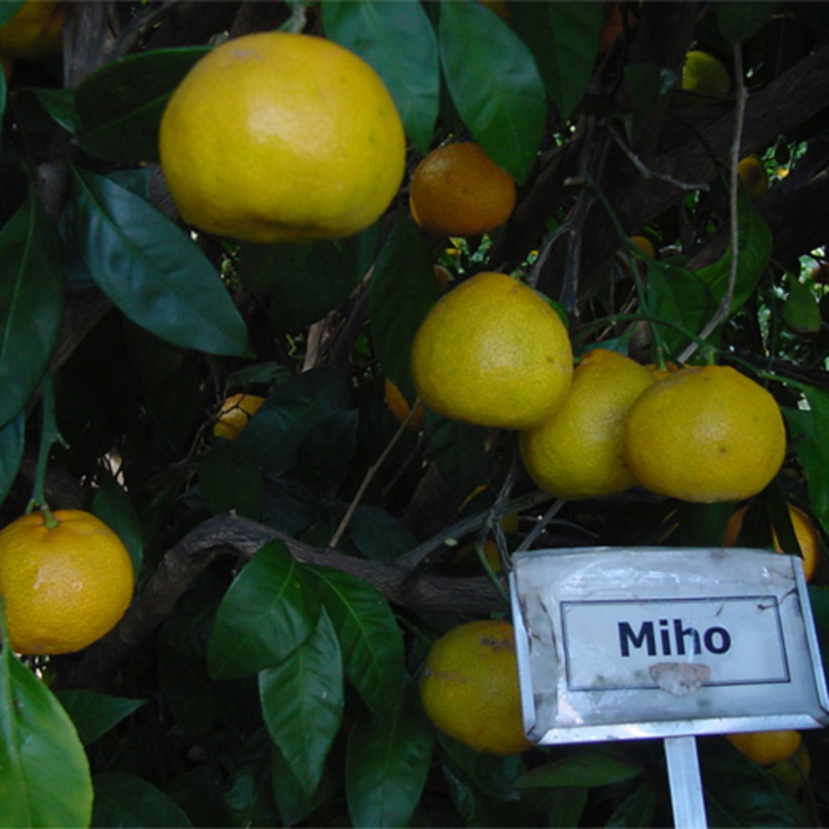 Citrus Unshiu Miho Satsuma Mandarin Orange | SiteOne