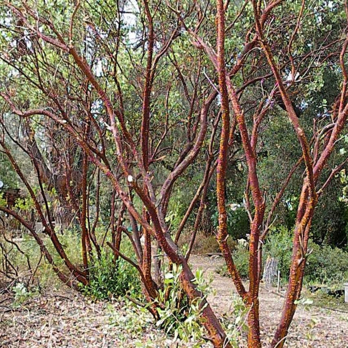 Arctostaphylos Manzanita Dr. Hurd Common Manzanita | SiteOne