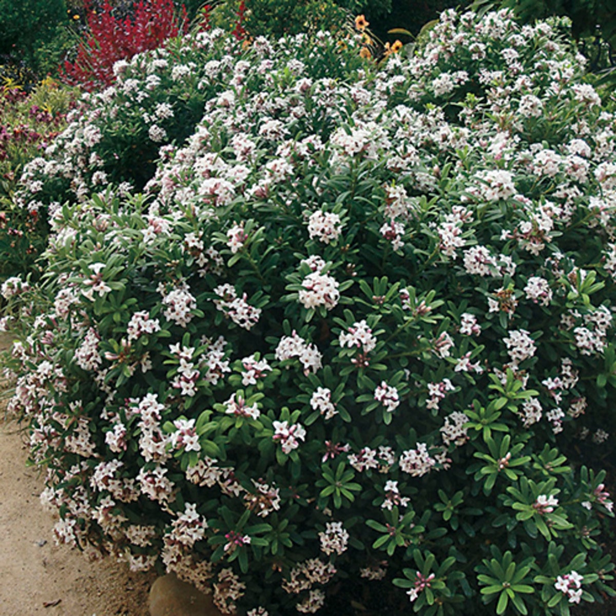 Daphne X Transatlantica Eternal Fragrance Winter Daphne | SiteOne