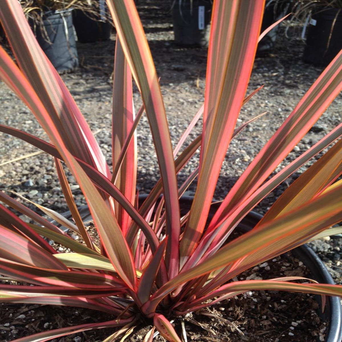 Phormium Tenax Rainbow Warrior New Zealand Flax | SiteOne
