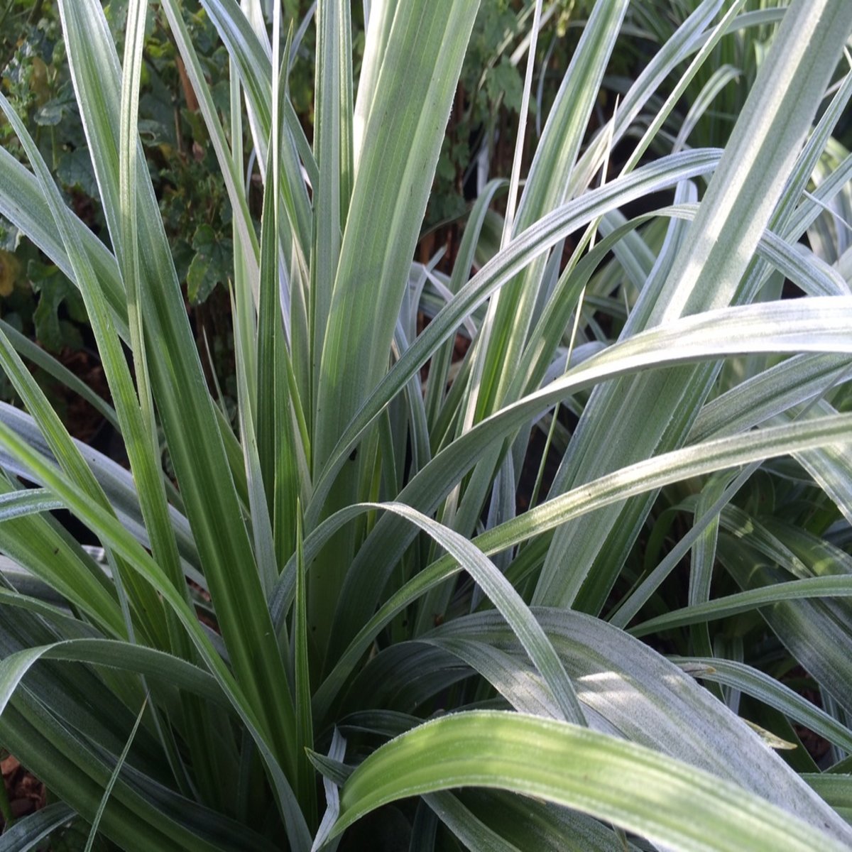 Astelia Chathamica Silver Spear Maori Flax | SiteOne