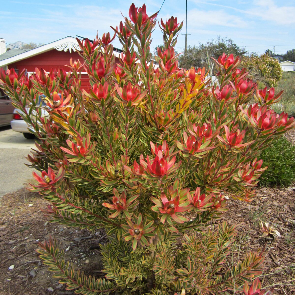 Leucadendron Jester Conebush | SiteOne