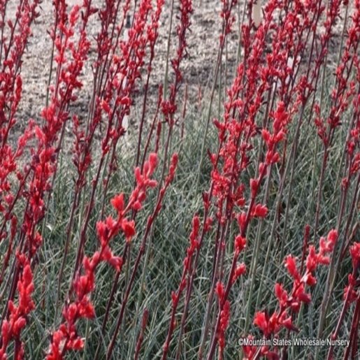 Hesperaloe Parviflora Brakelights Red Yucca | SiteOne