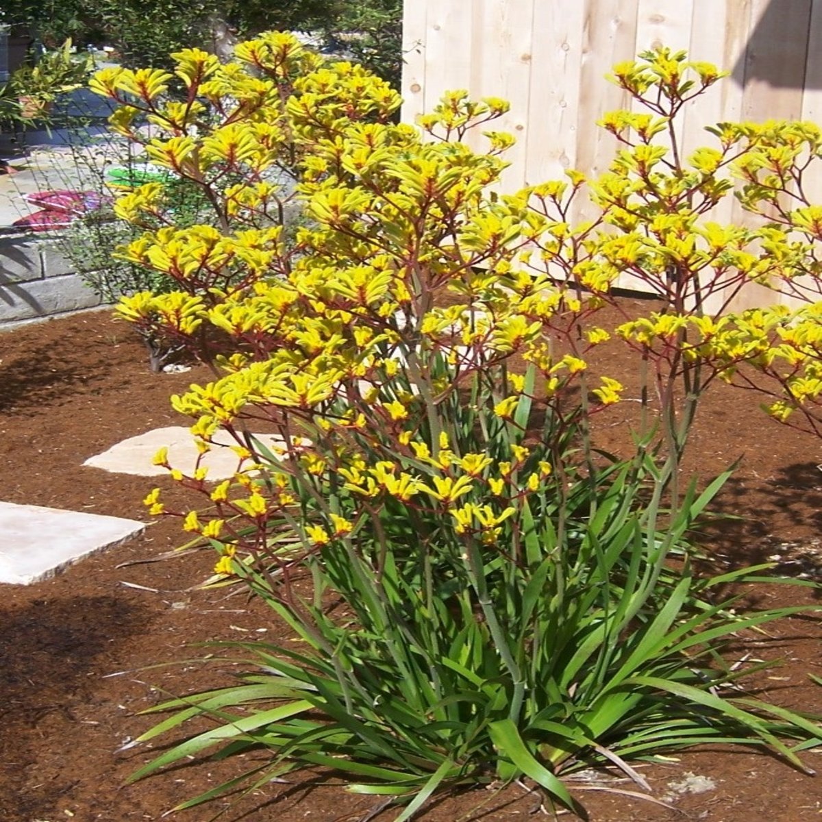 Anigozanthos X Kanga Kanga Yellow Kangaroo Paws | SiteOne
