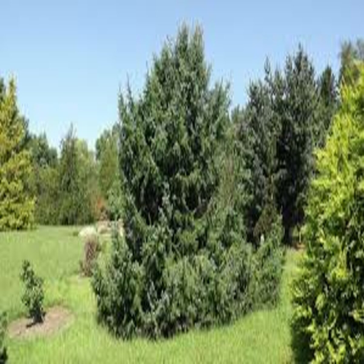 Picea Omorika Riverside Serbian Spruce | SiteOne