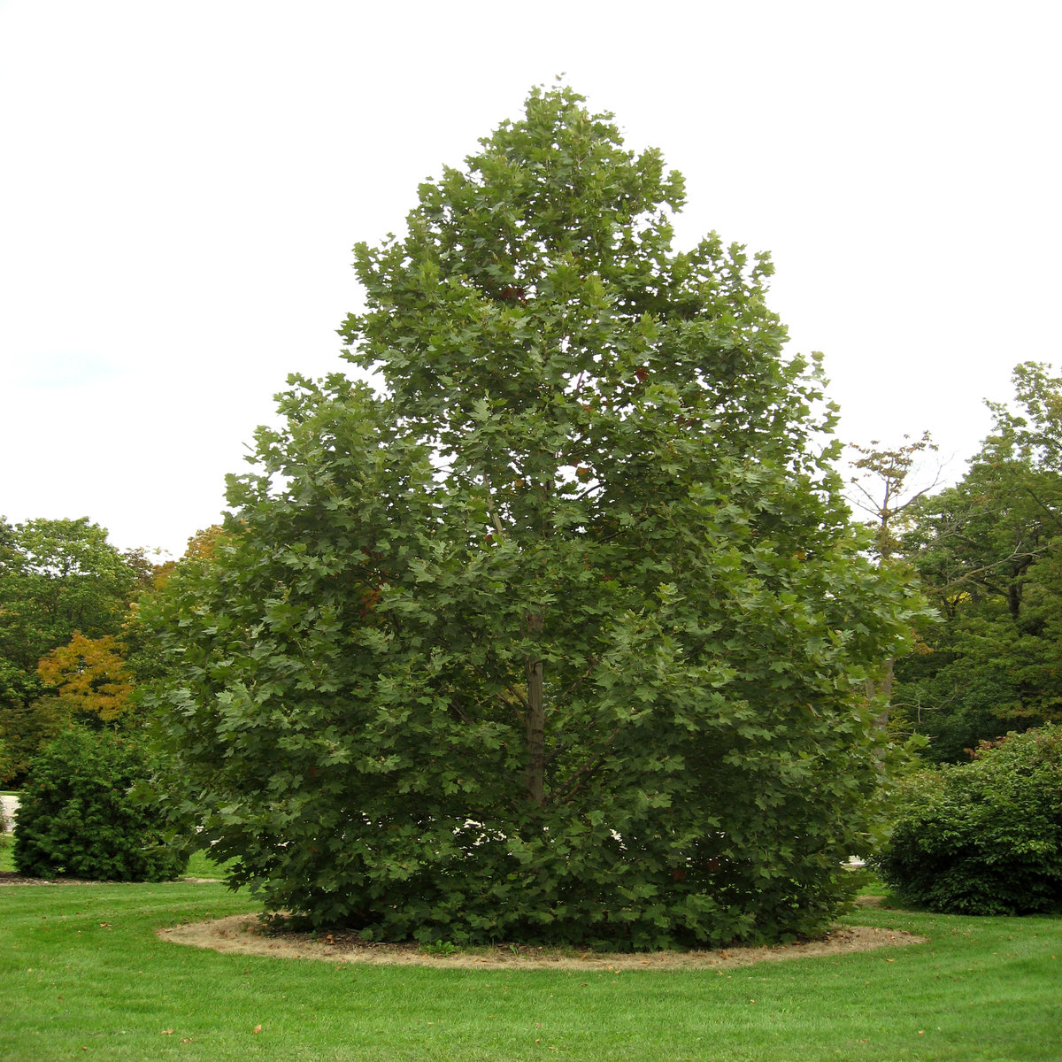 Platanus Acerifolia Exclamation London Planetree | SiteOne