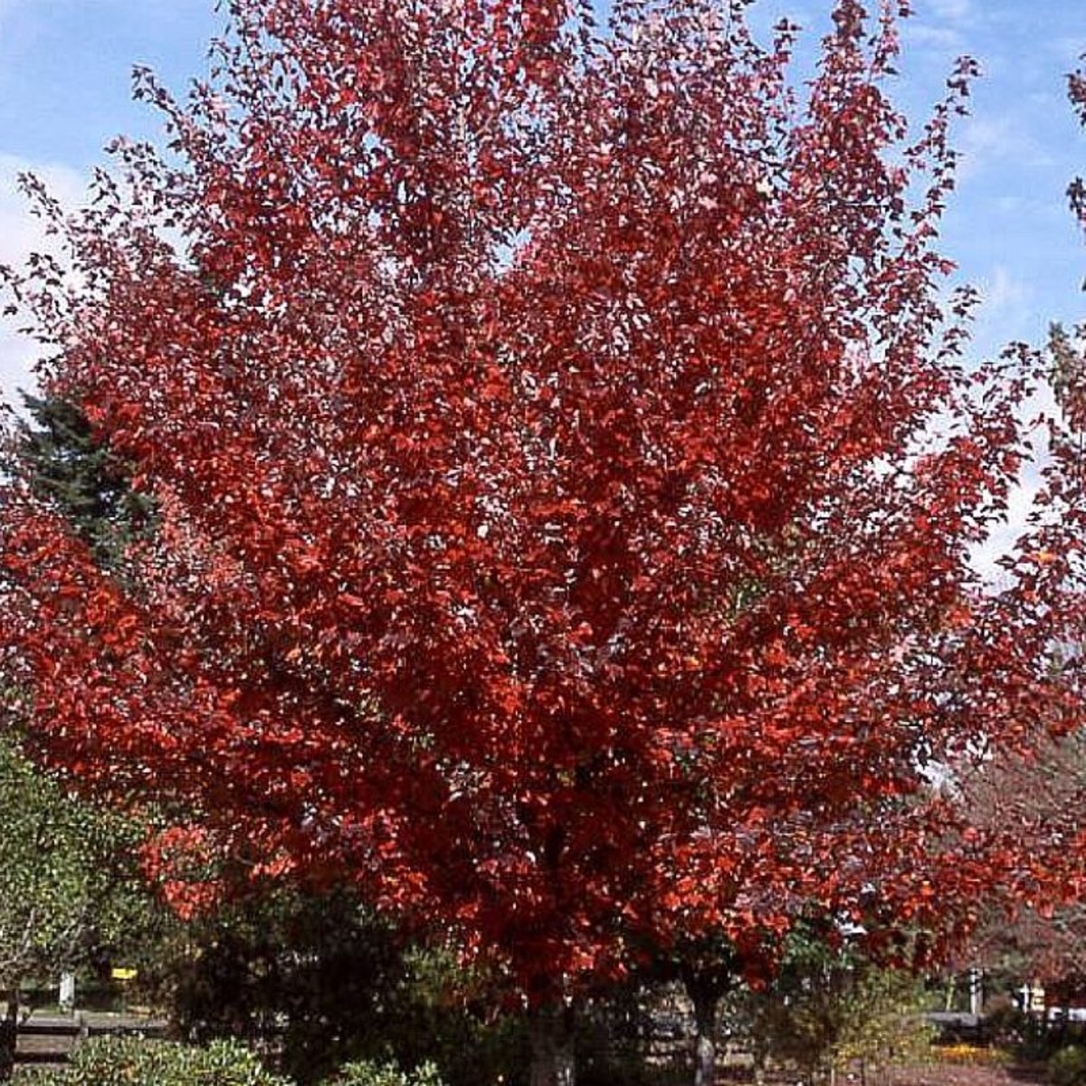Acer Rubrum Somerset Red Maple | SiteOne