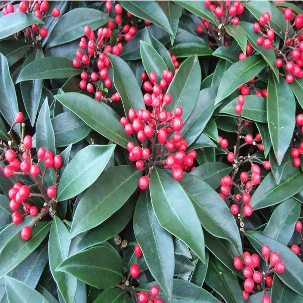 Skimmia Japonica ssp. Reevesiana Skimmia | SiteOne