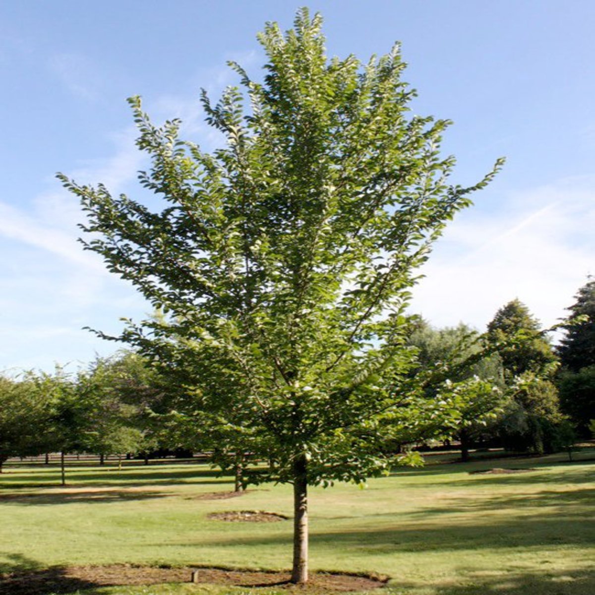 Ulmus Propinqua 'Emerald Sunshine' Elm | SiteOne