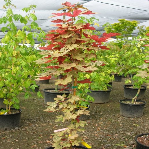 Acer Pseudoplatanus Eskimo Sunset Sycamore Maple | SiteOne