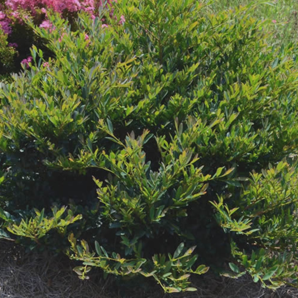 Distylium Blue Cascade Distylium | SiteOne