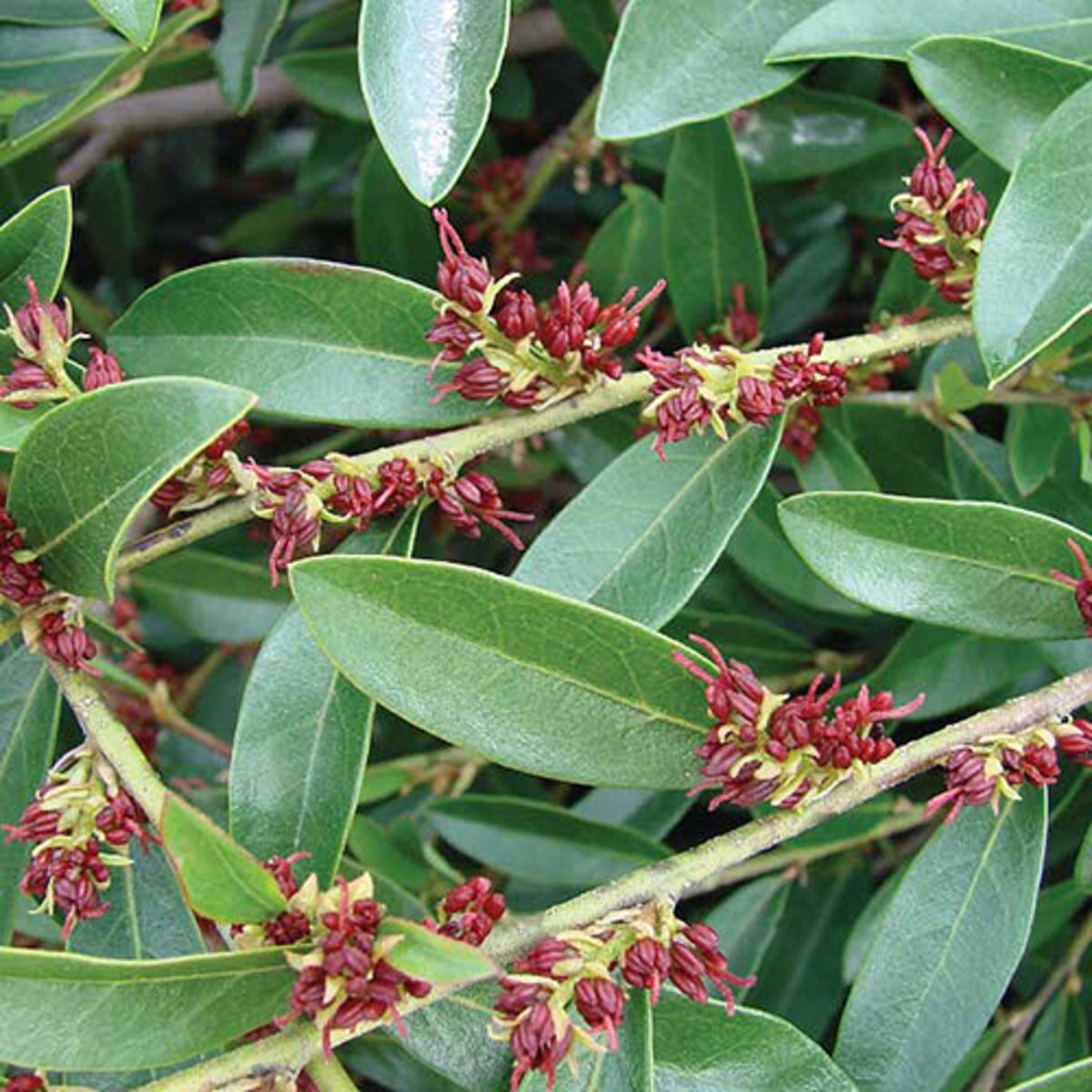 Distylium Vintage Jade Distylium | SiteOne