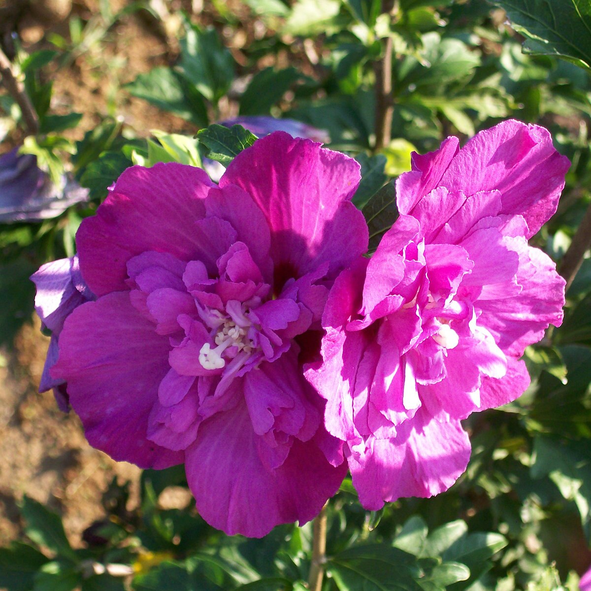 Hibiscus Syriacus Raspberry Smoothie Rose of Sharon | SiteOne