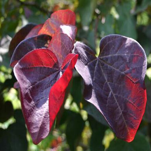 Cercis Canadensis Ruby Falls Weeping Eastern Redbud | SiteOne