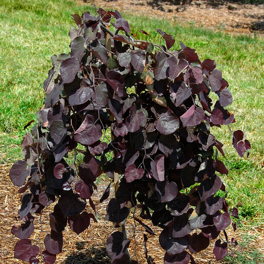 Cercis Canadensis Ruby Falls Weeping Eastern Redbud | SiteOne