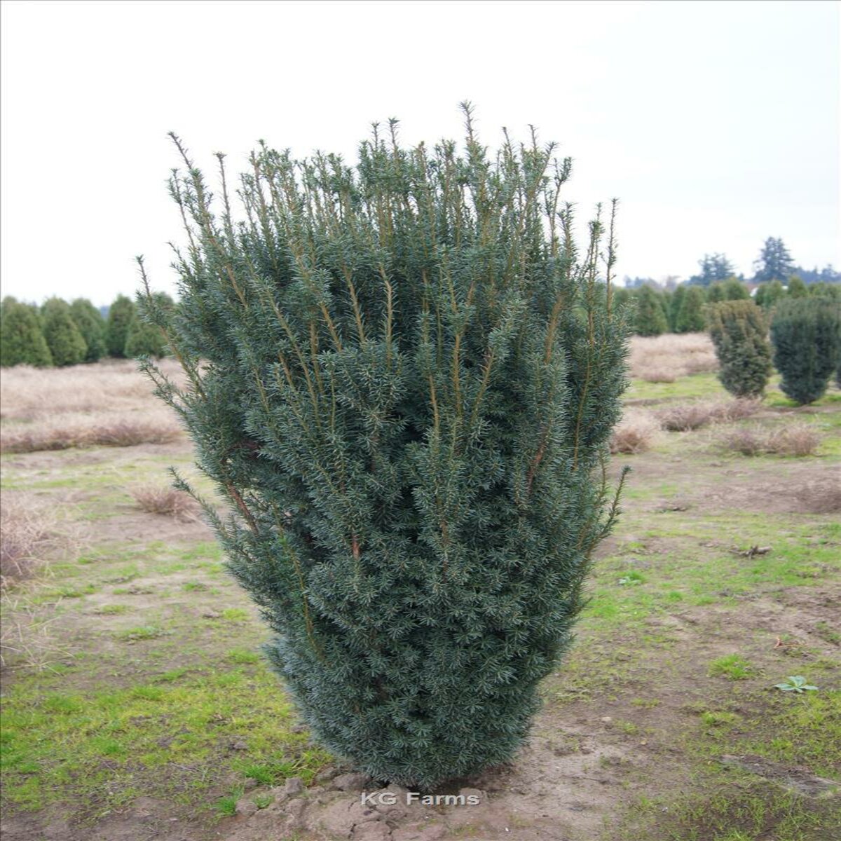 Taxus X Media H.M. Eddie Yew | SiteOne