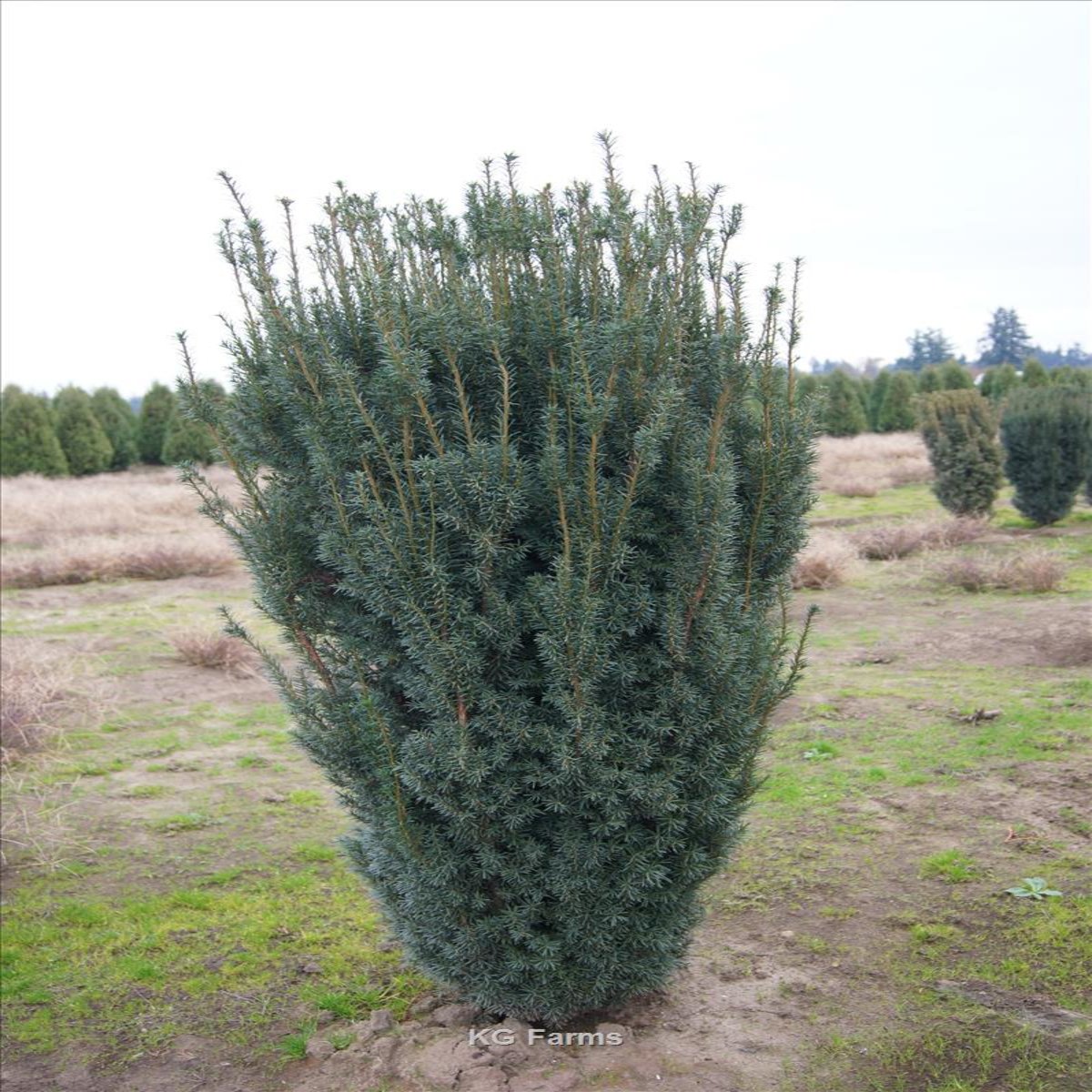 Taxus X Media H.M. Eddie Yew | SiteOne