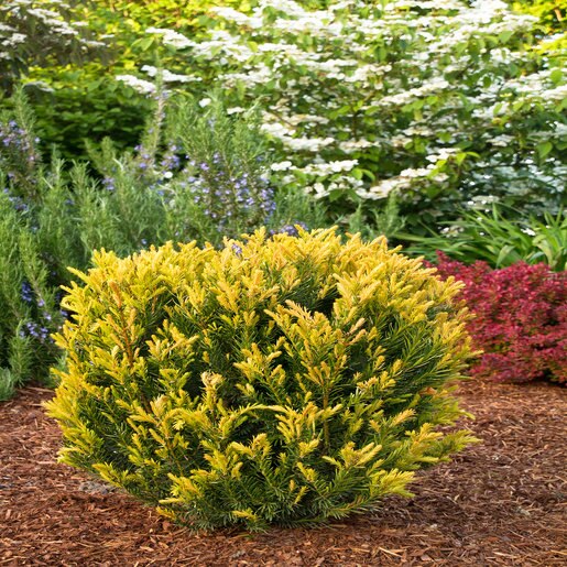 Taxus X Media Hubers Tawny Gold Yew | SiteOne