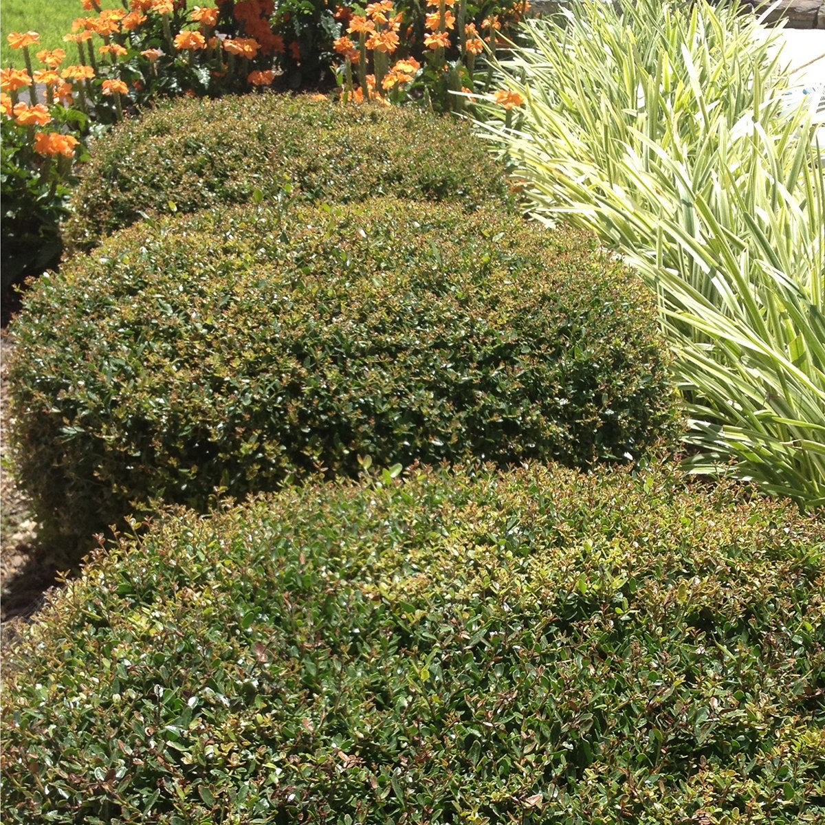 Ilex Vomitoria Micron Dwarf Yaupon Holly | SiteOne