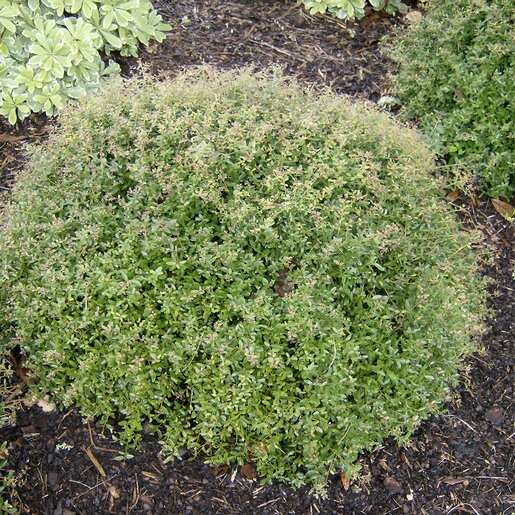 Ilex Vomitoria Micron Dwarf Yaupon Holly | SiteOne