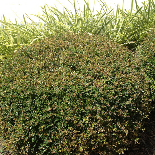 Ilex Vomitoria Micron Dwarf Yaupon Holly | SiteOne
