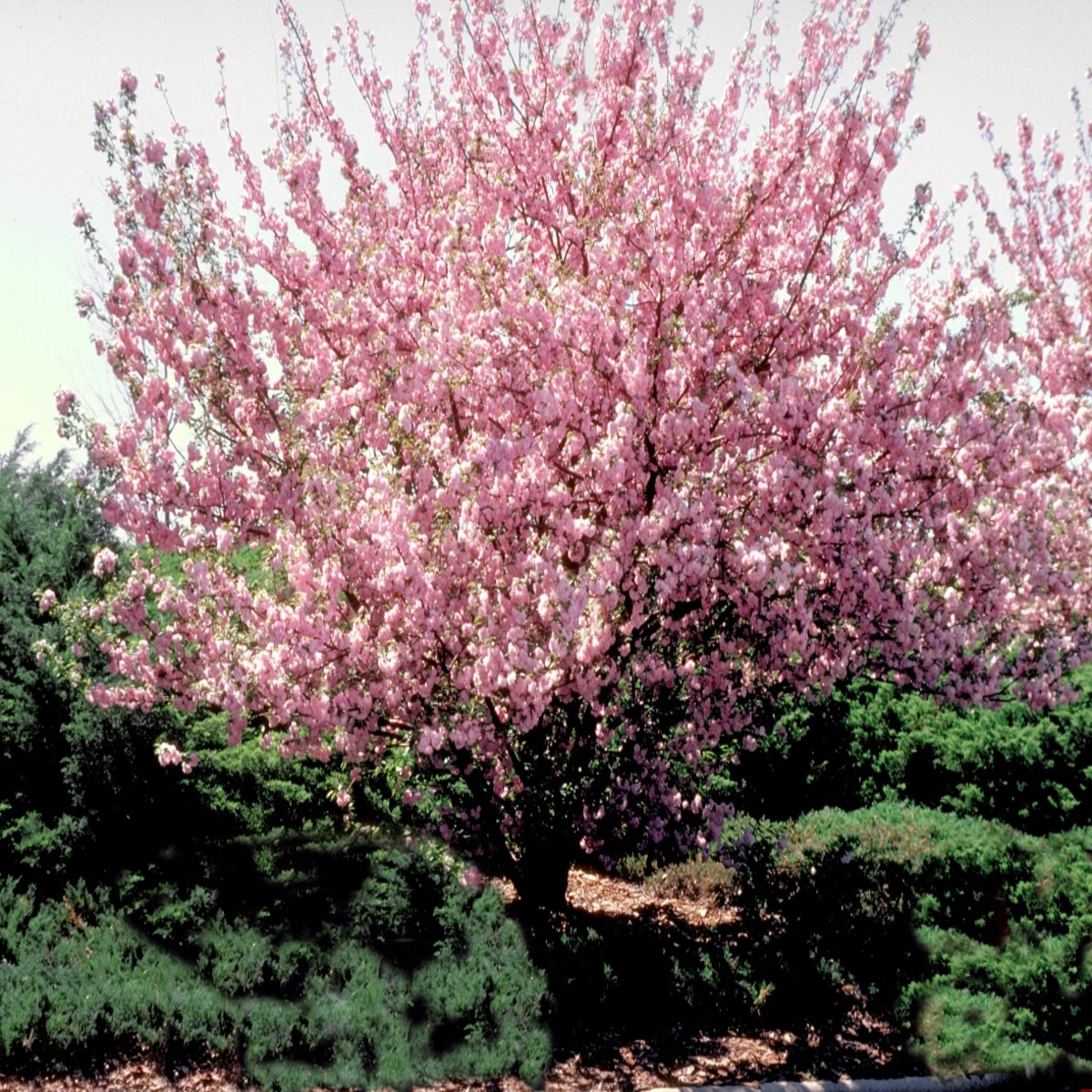 Prunus Serrulata Kwanzan Flowering Cherry | SiteOne