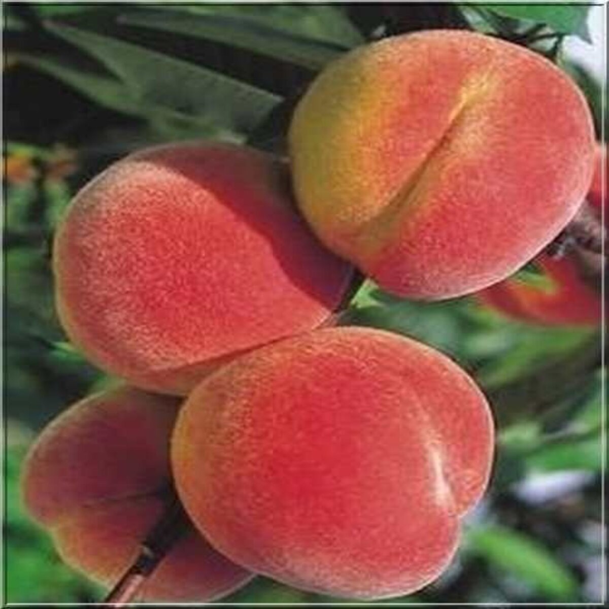Prunus Persica Reliance Peach | SiteOne