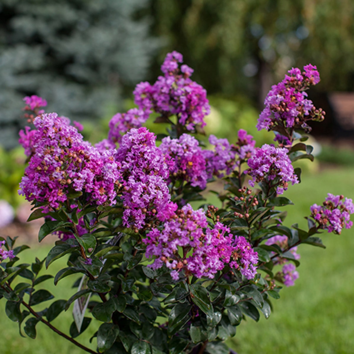 Lagerstroemia Indica Purple Magic First Editions Crape | SiteOne