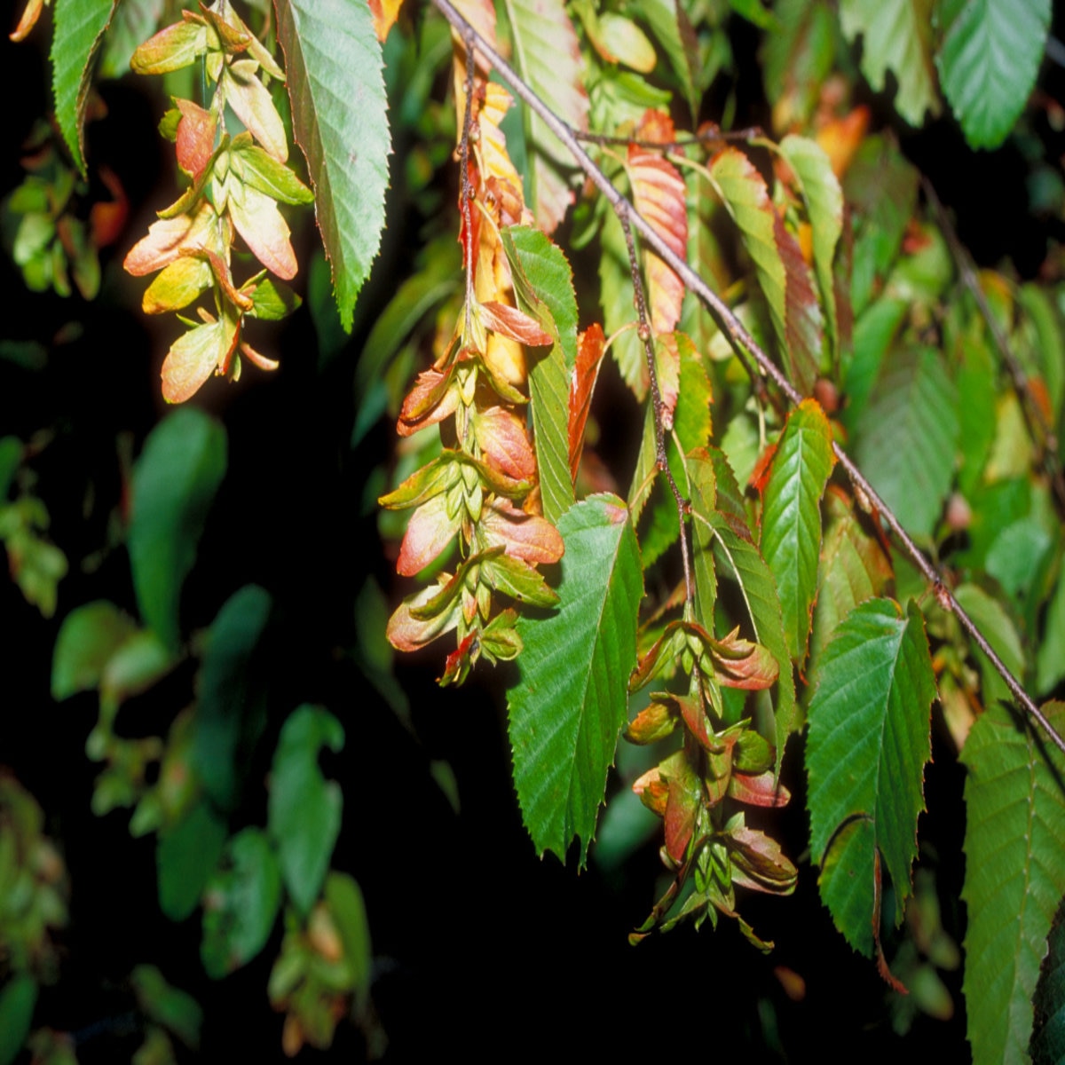 Carpinus Caroliniana American Hornbeam | SiteOne