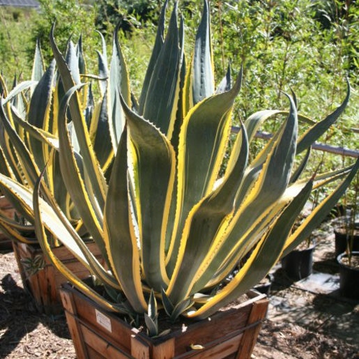 Agave Americana Opal American Aloe | SiteOne