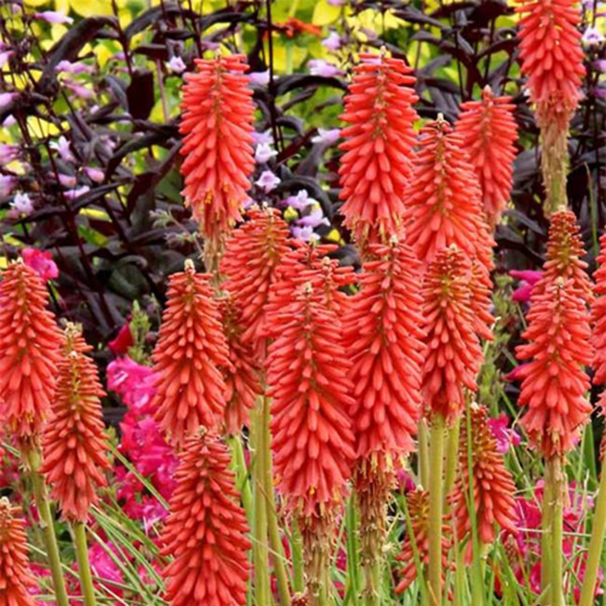 Kniphofia X Redhot Popsicle Red Hot Poker | SiteOne