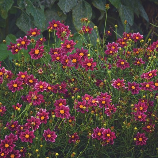 Coreopsis X Big Bang Mercury Rising Tickseed | SiteOne