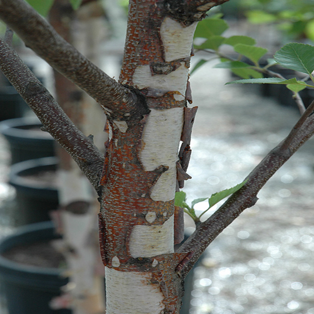 Betula Nigra City Slicker River Birch | SiteOne