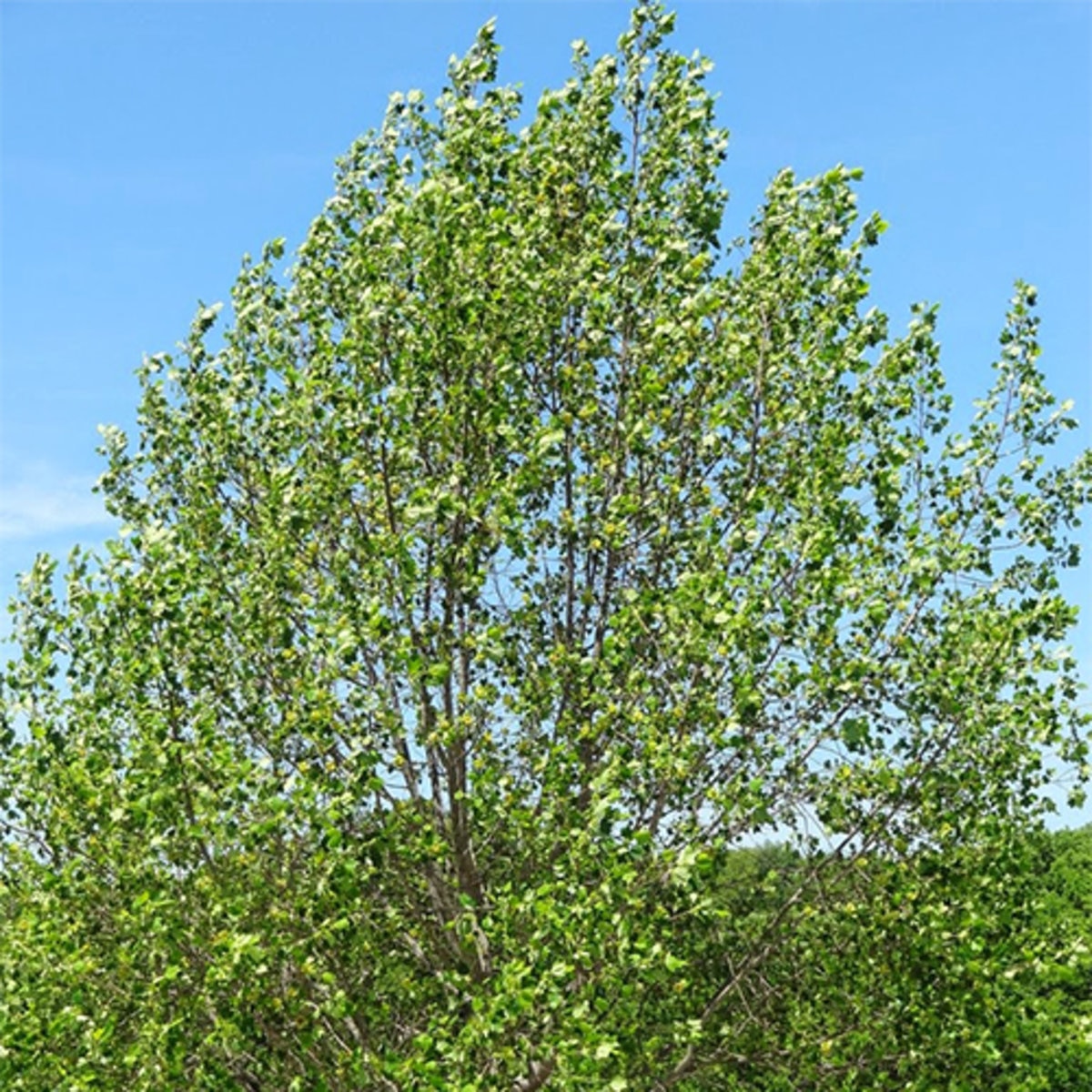 Liriodendron Tulipifera Little Volunteer Tulip Tree | SiteOne